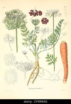 Daucus carota, commonly known as the wild carrot, is a biennial plant ...