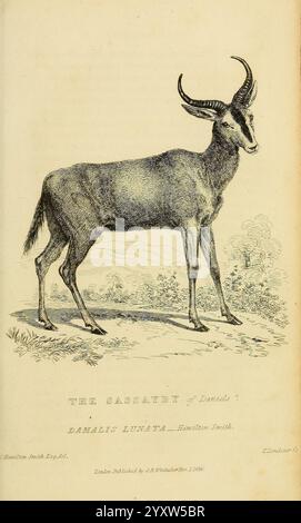 Common tsessebe, topi, sassaby or tiang and antelope eland. Damaliscus ...