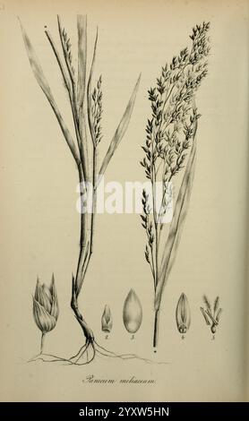 ‘Panicum miliaceum’, commonly known as millet, is a cereal grain ...