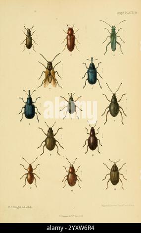 The Coleoptera of the British Islands, London, L. Reeve & Co, 1887-1913 ...