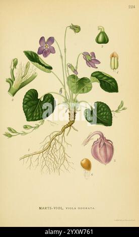 This image features Viola odorata, commonly known as the sweet violet ...