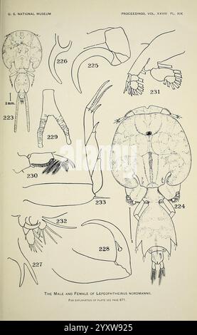 Anatomical figure depicting the male reproductive organs Stock Photo ...