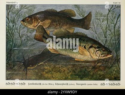 Largemouth Bass (Micropterus nigricans Stock Photo - Alamy