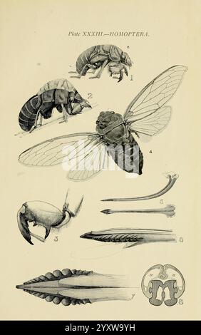 Australian insects Sydney W. Brooks 1907 male female Australia insects ...