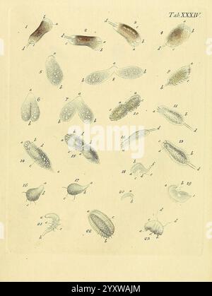 A collection of various insect specimens is arranged in a systematic ...