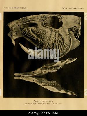 Lower jaw of Paca Stock Photo - Alamy