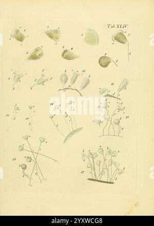 Animalcula Infusoria Fluviatilia Marina Hauniae Typis Nicolai Molleri ...