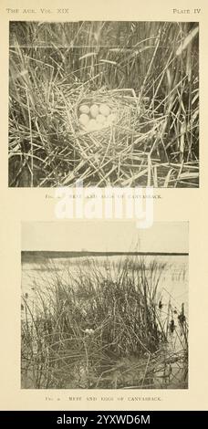 Canvasback Ducks in a wetland Stock Photo - Alamy