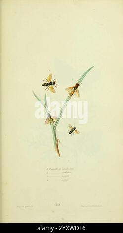 American, entomology Boston, Estes & Lauriat, [1859?], insects, North ...