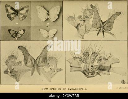Illustration of the newly discovered fish species Eviota distigma ...