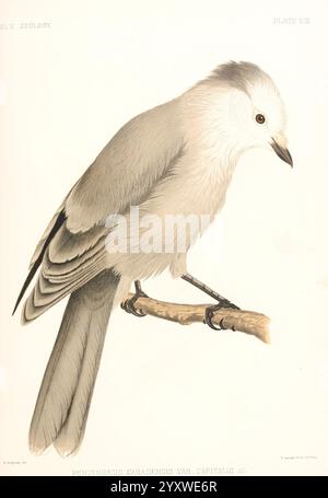 A bird head drawing by Robert Ridgway, an ornithologist known for his ...