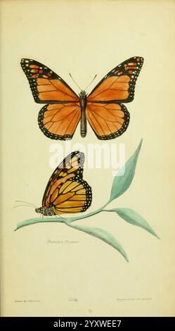 American, entomology Boston, Estes & Lauriat, [1859?], insects, North ...