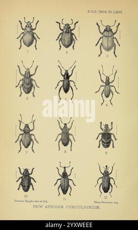 This illustration features Curculionidae, a family of weevils, showing ...