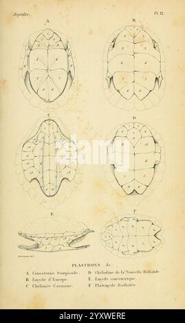 An illustration from *Erpétologie générale*, a complete natural history ...