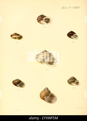 Illustrations of mollusk shells from Conchologia Iconica, featuring the ...