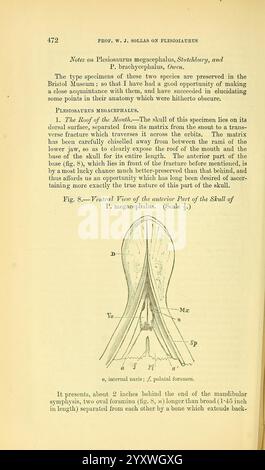 This anatomical reference discusses the skull structure of the Boa ...
