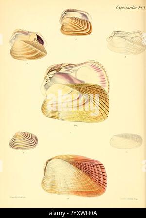 Illustrations of mollusk shells from Conchologia Iconica, featuring the ...