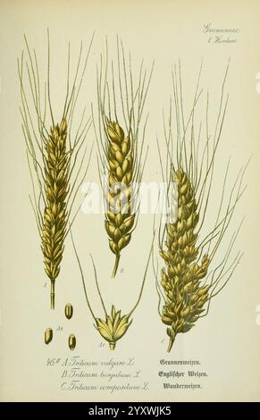 Triticum vulgare, commonly known as common wheat, is a species of grass ...