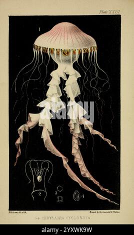 “Chrysaora hysoscella” Compass Jellyfish Illustration. Le Havre, France ...