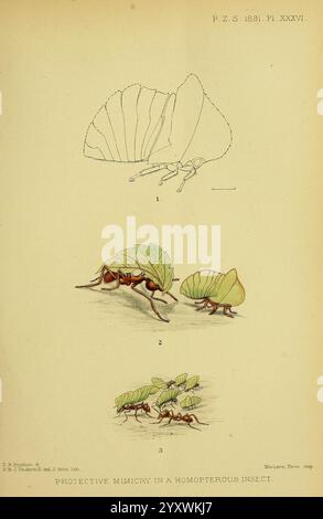 Protective Mimicry Among Insects Stock Photo - Alamy