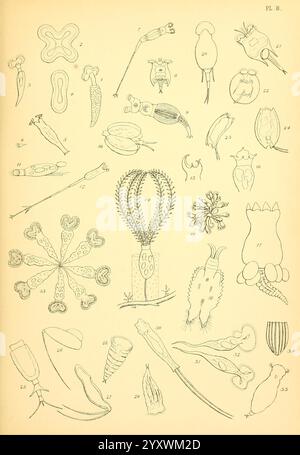The Rotifera, Longmans, Green, 1889. Rotifera Microscopic Wheel animals ...