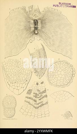 Illustration showing anatomy and development of invertebrate animals ...