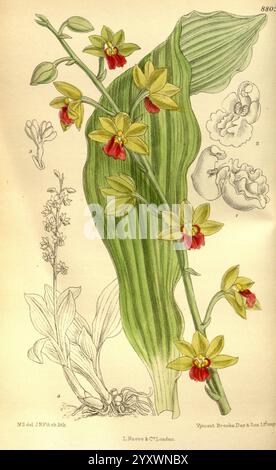 This botanical illustration by Curtis features the Calanthe pulchra ...