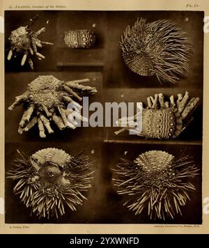 Revision of the Echini Cambridge, Mass, University Press, 1872-1874 ...