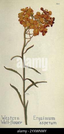 Prairie-rocket Wallflower (Erysimum asperum Stock Photo - Alamy