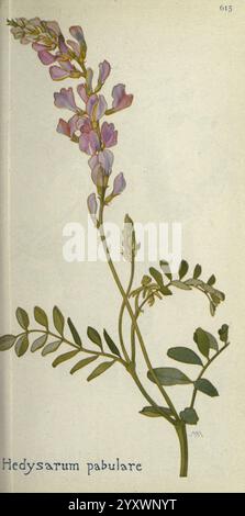 Boreal Sweetvetch (Hedysarum boreale) in full bloom in front of the ...