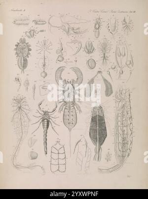 Icones Zootomicae, Leipzig, W. Engelmann, 1857, atlases, anatomy ...
