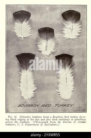Turkey Raising New York Orange Judd Publishing Company 1922. Turkeys ...