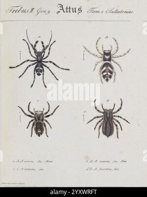 Jumping spider's leg (family Salticidae). Coloured scanning electron ...