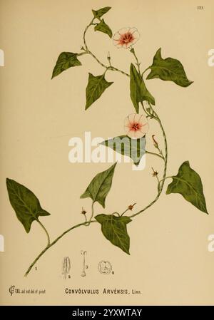 The illustration of *Convolvulus arvensis*, known as Field Bindweed ...