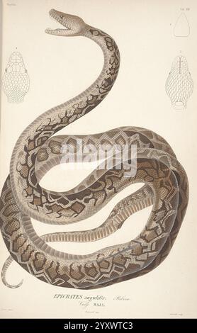 Cuban boa (Epicrates angulifer / Chilabothrus angulifer) resting curled ...