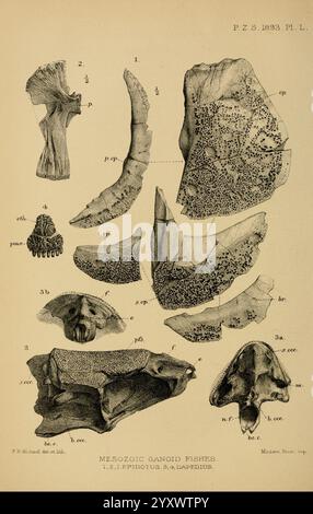 Fossilized remains of a fish with scales Stock Photo - Alamy