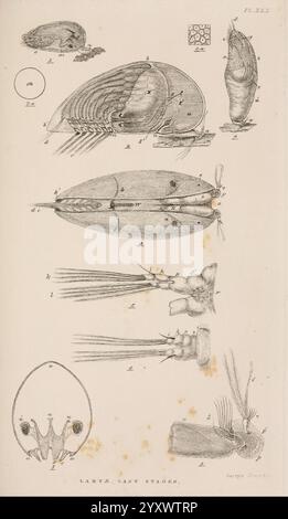 An illustration of barnacles, showcasing these marine organisms known ...