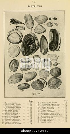 Beautiful, shells, of, New Zealand, Auckland, Collins Bros, 1908, New ...