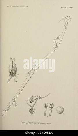 Publication, Chicago, Field Columbian Museum, 1895-1909, America ...