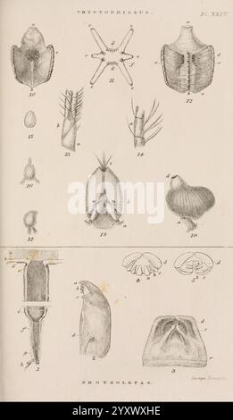An illustration of barnacles, showcasing these marine organisms known ...