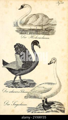 Graceful white Swan with a red beak stands on the bank of a pond. The ...