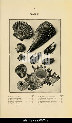 Beautiful shells of New Zealand, Auckland, Collins Bros, 1908 New ...