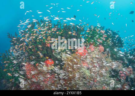 Hard coral Tubastraea faulkneri, Hard coral Tubastraea micrantha, Large ...
