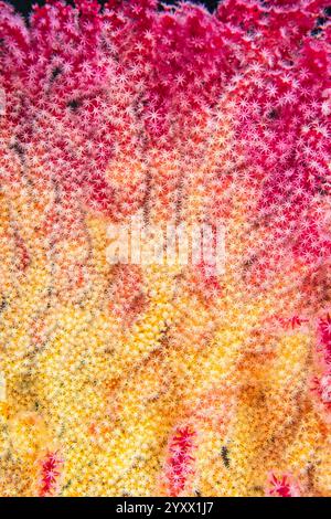 Mabini, Batangas, Luzon Island, Philippines, Papuan cuttlefish, Sepai ...