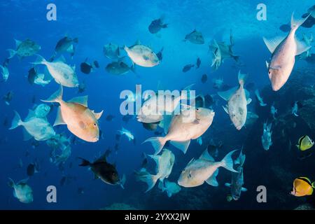Barberfish Johnrandallia nigrostris, Finescale triggerfish Balistes ...