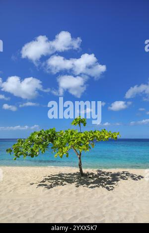 Small shady tree at Magazine Beach on Grenada Island, Grenada Stock ...