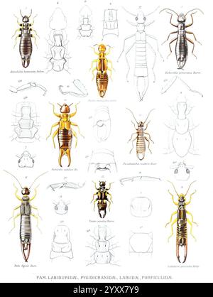 Dermaptera 1 Wytsman Stock Photo - Alamy