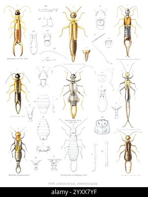 Dermaptera 2 Wytsman Stock Photo - Alamy