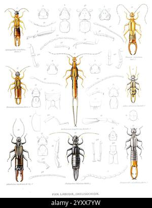 Dermaptera 4 Wytsman Stock Photo - Alamy
