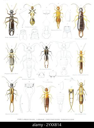 Dermaptera 4 Wytsman Stock Photo - Alamy